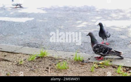 street photography graffiti lamps park signs stop no parking signs ...