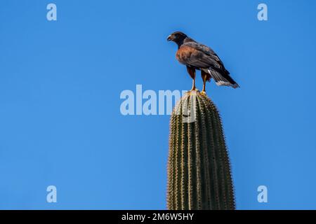 A dark brown Harris Hawk in Tucson, Arizona Stock Photo - Alamy