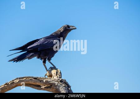 A Common Raven in Tucson, Arizona Stock Photo - Alamy