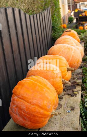 Boost Fall Sales with Pumpkin Merchandising Stock Photo - Alamy