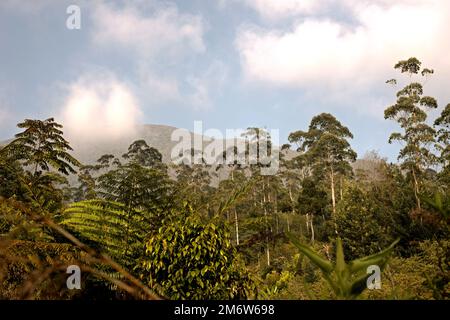Bushes and young trees below eucalyptus trees in an area that used to be agricultural fields ...