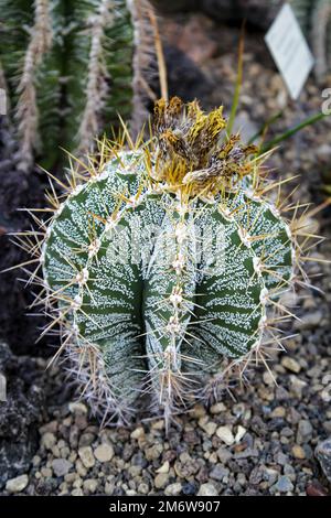 Plantation of dragon fruit cactus plants near Paphos, blossom and ...
