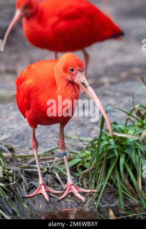 Stralsund, Germany. 05th Jan, 2023. Kay Deichfischer, zoo animal ...