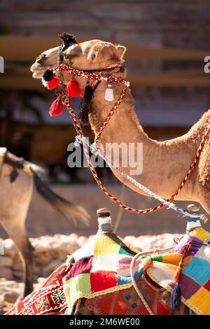 Camel close-up portrait under red rocks in Petra, Jordan Stock Photo ...