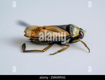 Close-up of a common backswimmer, a water bug, Notonecta glauca Stock ...