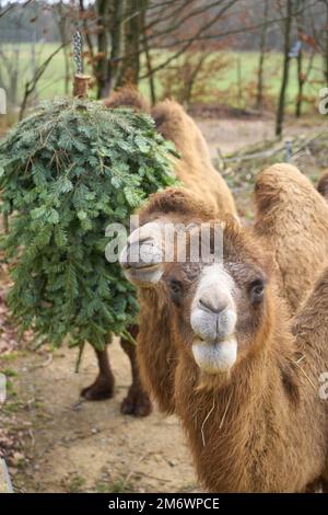 Bell, Germany. 05th Jan, 2023. The camels in the Bell Animal Adventure ...