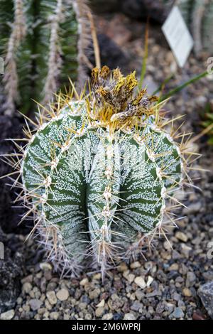 Plantation of dragon fruit cactus plants near Paphos, blossom and ...
