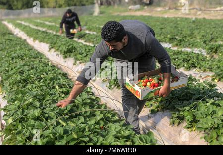 Gaza, Palestine. 05th Jan, 2023. Freshly harvested strawberries seen in ...