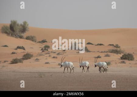A group of arabian oryxes in desert landscape. Dubai, UAE Stock Photo ...