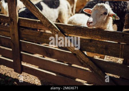 Group of sheep in farm. Modern farming dairy and meat production ...