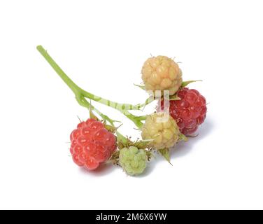 Ripe raspberries isolated on white background cutout Stock Photo - Alamy