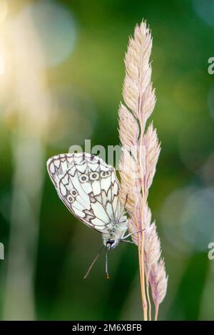 A checkerboard butterfly on a grass plant in a meadow Stock Photo - Alamy