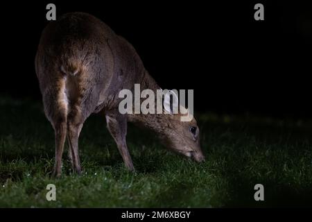 A cute Reeves's muntjac in the green field at night Stock Photo - Alamy