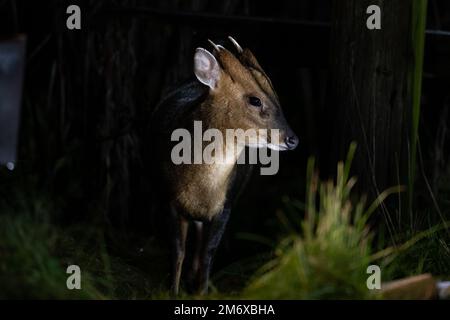 A cute Reeves's muntjac in the green field at night Stock Photo - Alamy