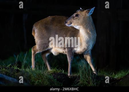 A cute Reeves's muntjac in the green field at night Stock Photo - Alamy