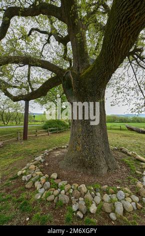 The famous secular Checche Oak Tree in Tuscany Stock Photo - Alamy