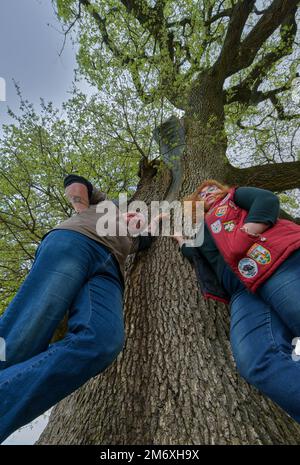 The famous secular Checche Oak Tree in Tuscany Stock Photo - Alamy