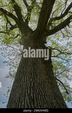 The famous secular Checche Oak Tree in Tuscany Stock Photo - Alamy