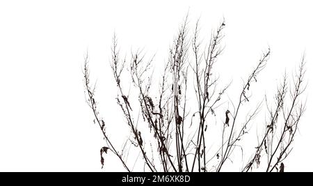 Dry sagebrush isolated on white background, close up winter photo Stock ...