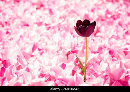 Pink color tulip flowers bloom in the garden Stock Photo - Alamy