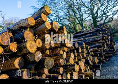 Pile of wood curing before being cut up as logs for fuel in County ...