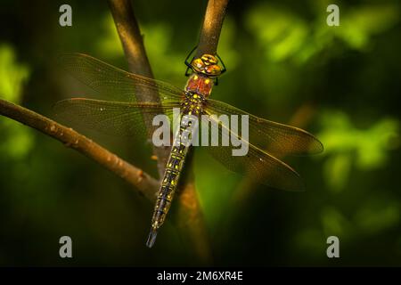 An insect living in Estonia Stock Photo - Alamy