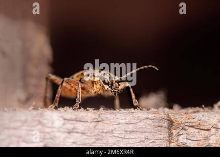 An insect living in Estonia Stock Photo - Alamy