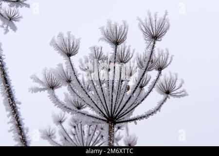 Hoar frost or rime ice from freezing fog on a dull grey December ...