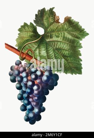 Vintage grape vine branch vector Stock Vector Image & Art - Alamy