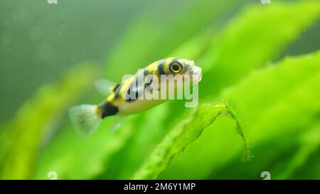 Colomesus Asellus (South American) puffer fish, otherwise known as the ...