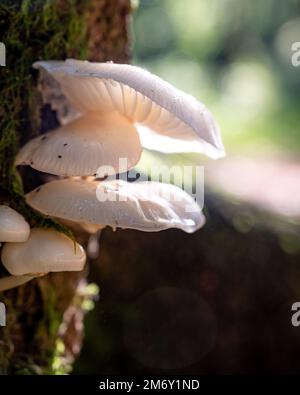 Mucidule visqueuse-Mucidula mucida- Collybie visqueuse. Parasitic ...