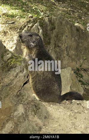 Marmots are generally large ground squirrels in the genus Marmota Stock ...