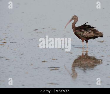 Common Ibis on the shore of a raft with reflection Stock Photo - Alamy