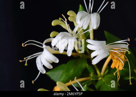 Japanese honeysuckle flowers over black, closeup, macro. Japanese ...