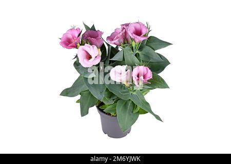 Potted Prairie Gentian plant with pink flowers on white background ...