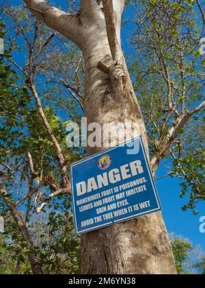 Manchineel tree (Hippomane mancinella) with sign warning that it is ...