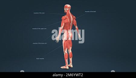 The human musculature, which works the skeletal system and provides ...