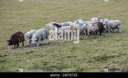 An interesting mixture of sheep breeds in the Yorkshire Dales National ...
