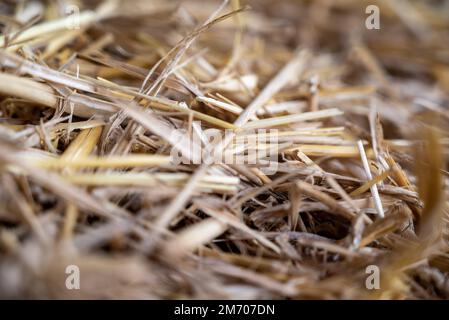 hay texture.animal hay, withered grass. Background of harvested dried ...