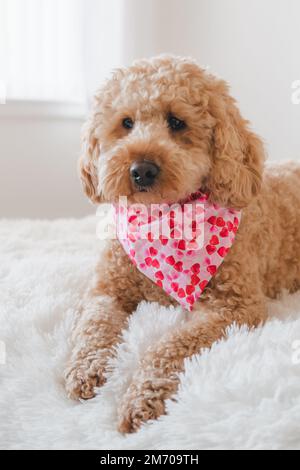 Cute Cockapoo dog with love hearts bow lying on a furry white blanket ...
