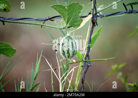 Prickly paddy melon (Cucumis myriocarpus) a small green fruit with dark ...