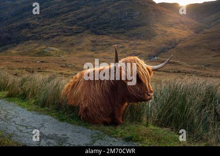 Highland cattle on the Inverinate Estate, Scotland Stock Photo - Alamy