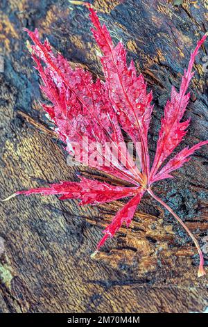 Acer palmatum, commonly known as Japanese maple, is a species of ...
