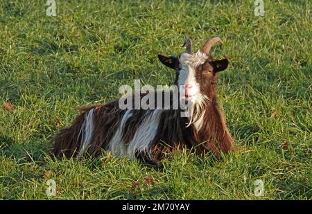 Dutch Landrace goat chewing grass Stock Photo - Alamy