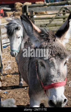 A vertical closeup shot of a donkey with a red muzzle Stock Photo - Alamy