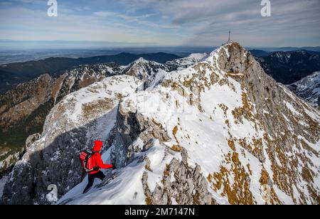 Mountaineer on the summit ridge with summit cross, hiking to Ammergauer ...