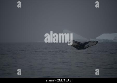 The tail of a whale appearing above the surface of a dark sea under a ...