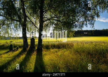 Birches (Betula) with field cross in the backlight, Krumbach, Swabia ...