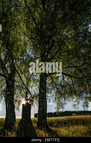 Birches (Betula) with field cross in the backlight, Krumbach, Swabia ...