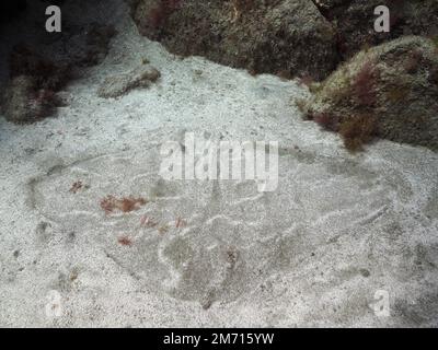 Butterfly ray (Gymnura altavela) . Dive site El Cabron Marine Reserve ...